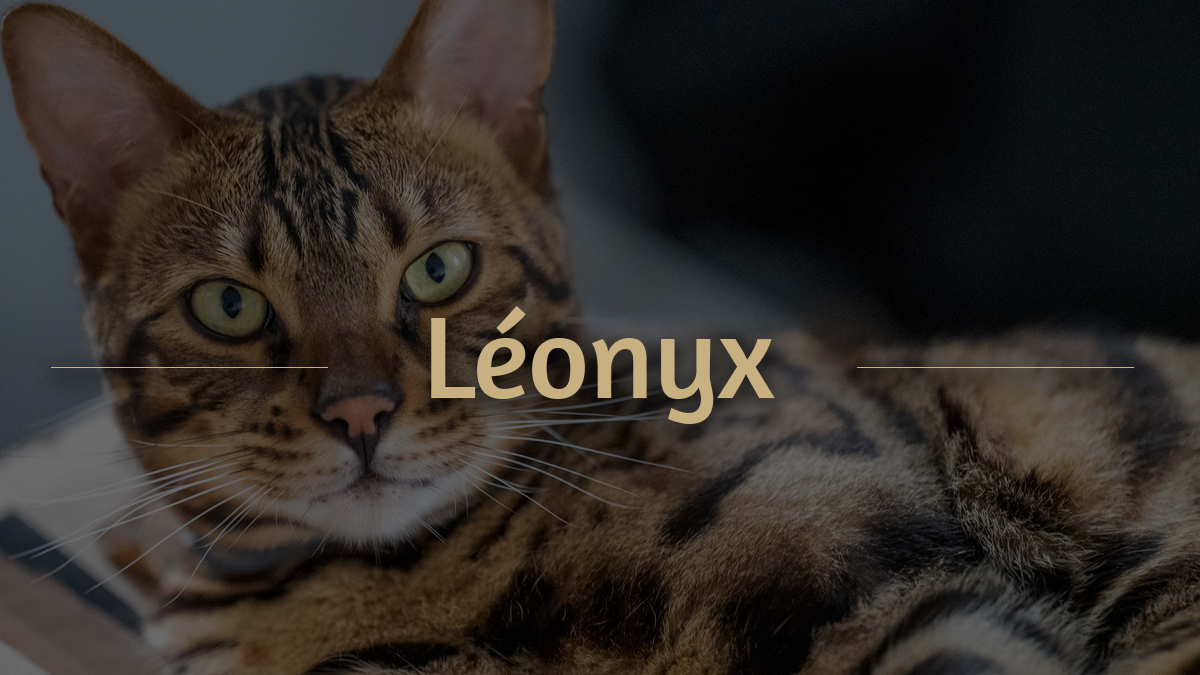 Leonyx - Comportementaliste félin